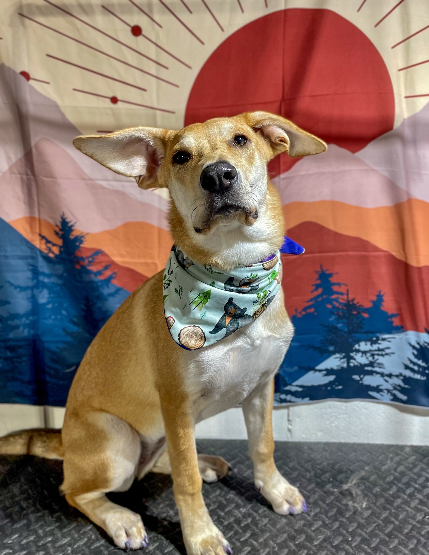 Naughty Dogs Grooming – Naughty Dogs INC