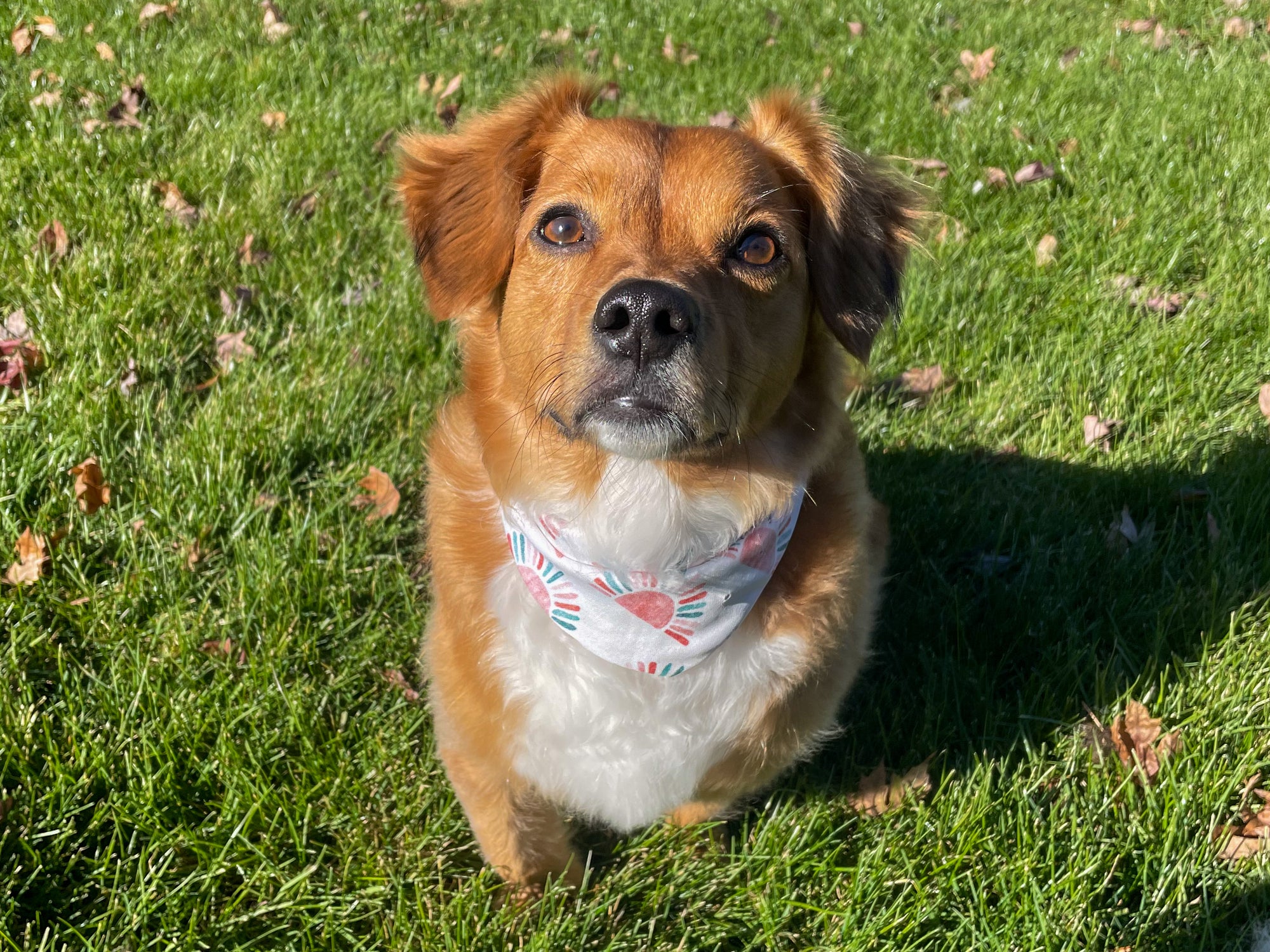 Naughty Dogs Grooming – Naughty Dogs INC