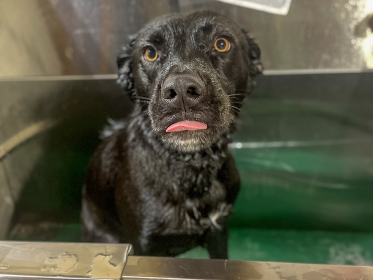 Naughty Dogs Grooming – Naughty Dogs INC