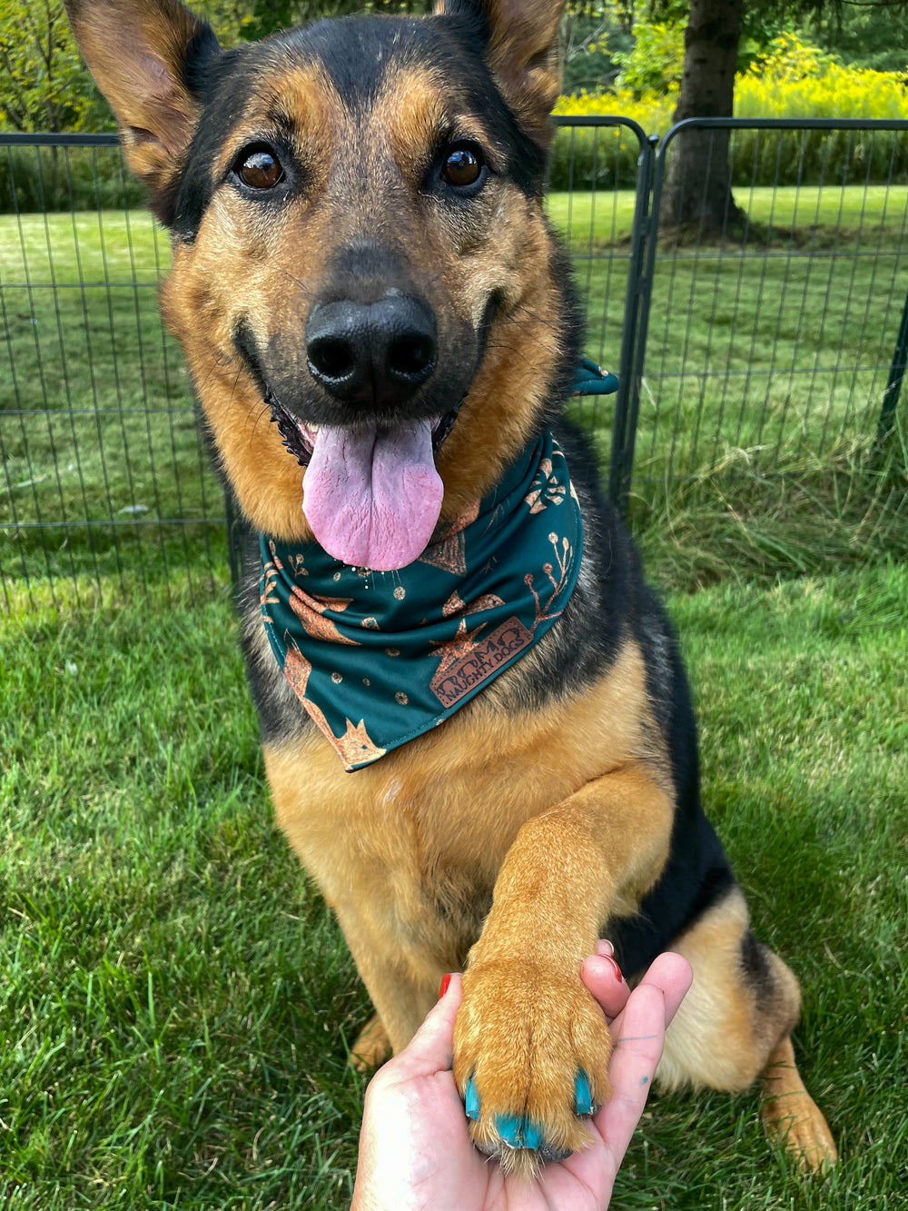 Naughty Dogs Grooming – Naughty Dogs INC